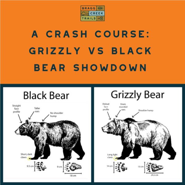 🐻 A Crash Course in The Grizzly Vs Black Bear Showdown - Bragg Creek Trails
